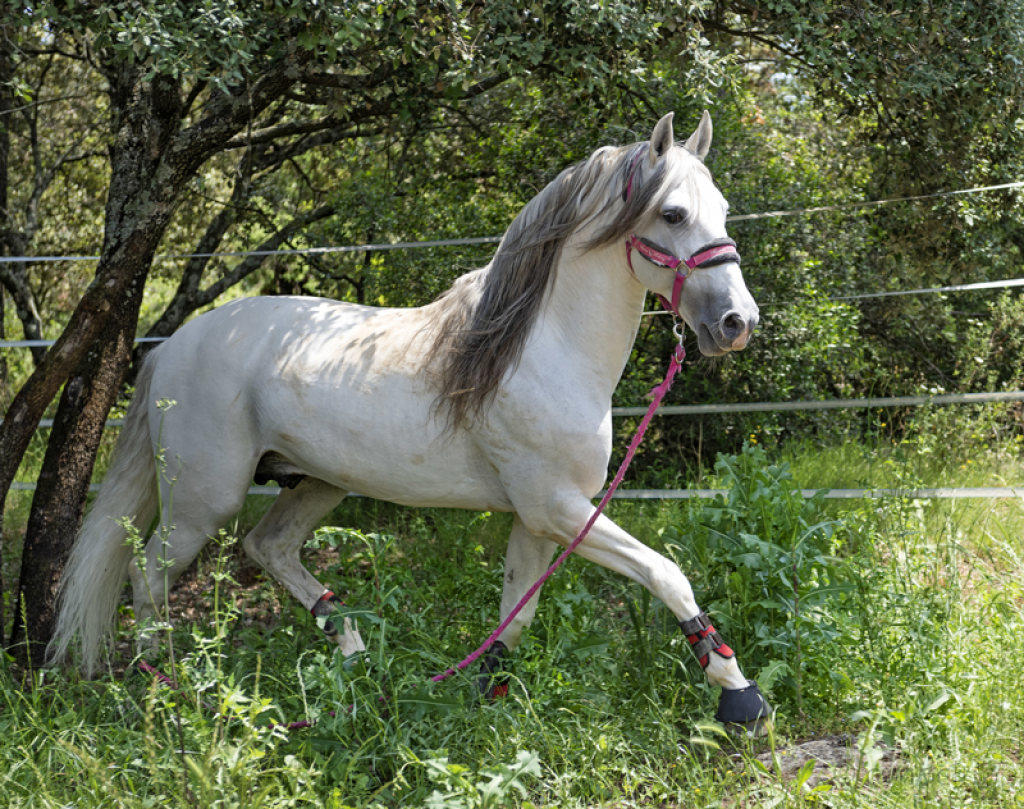andalusier